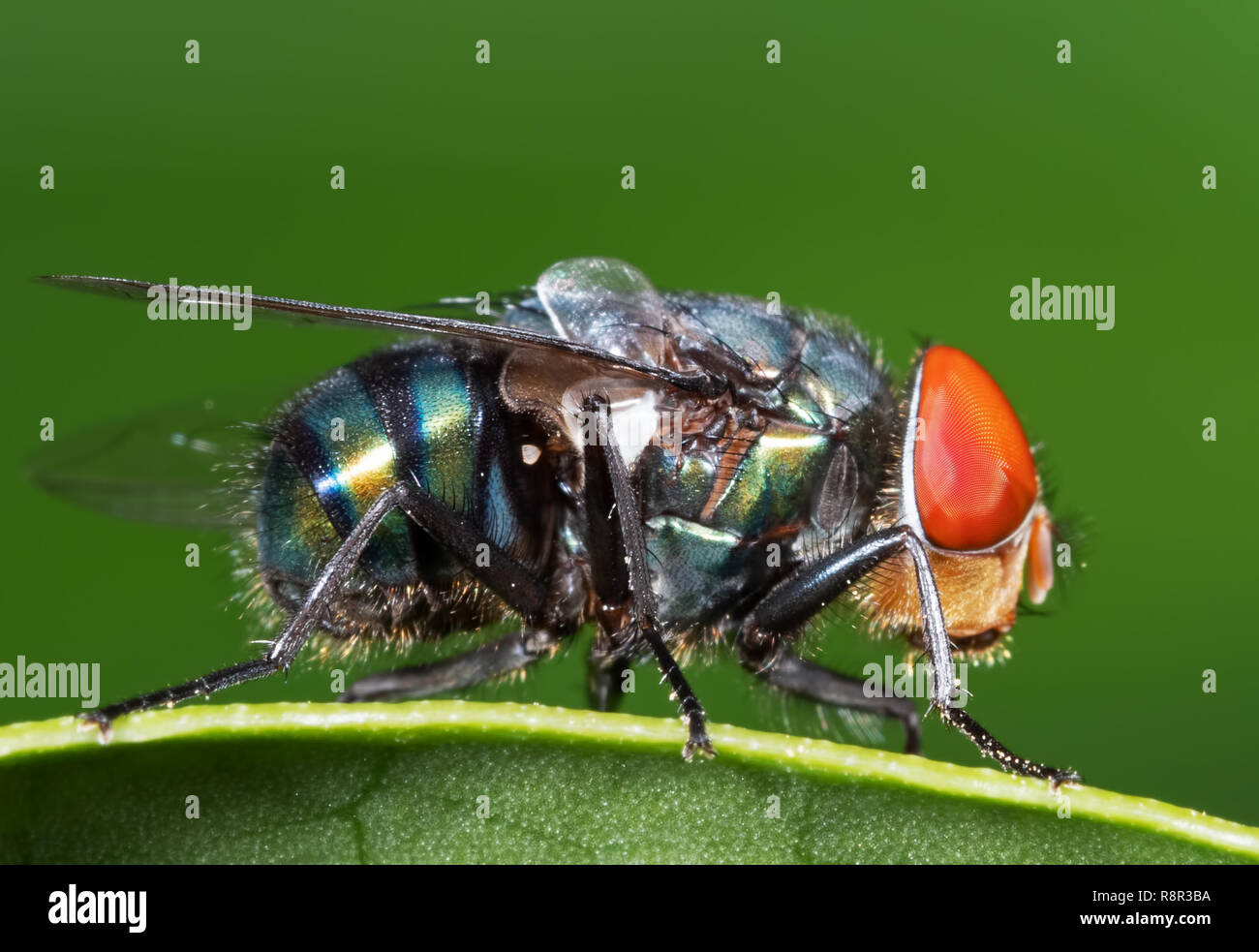 Macro Photography of Blowfly on Green Leaf Isolated on Nature ...