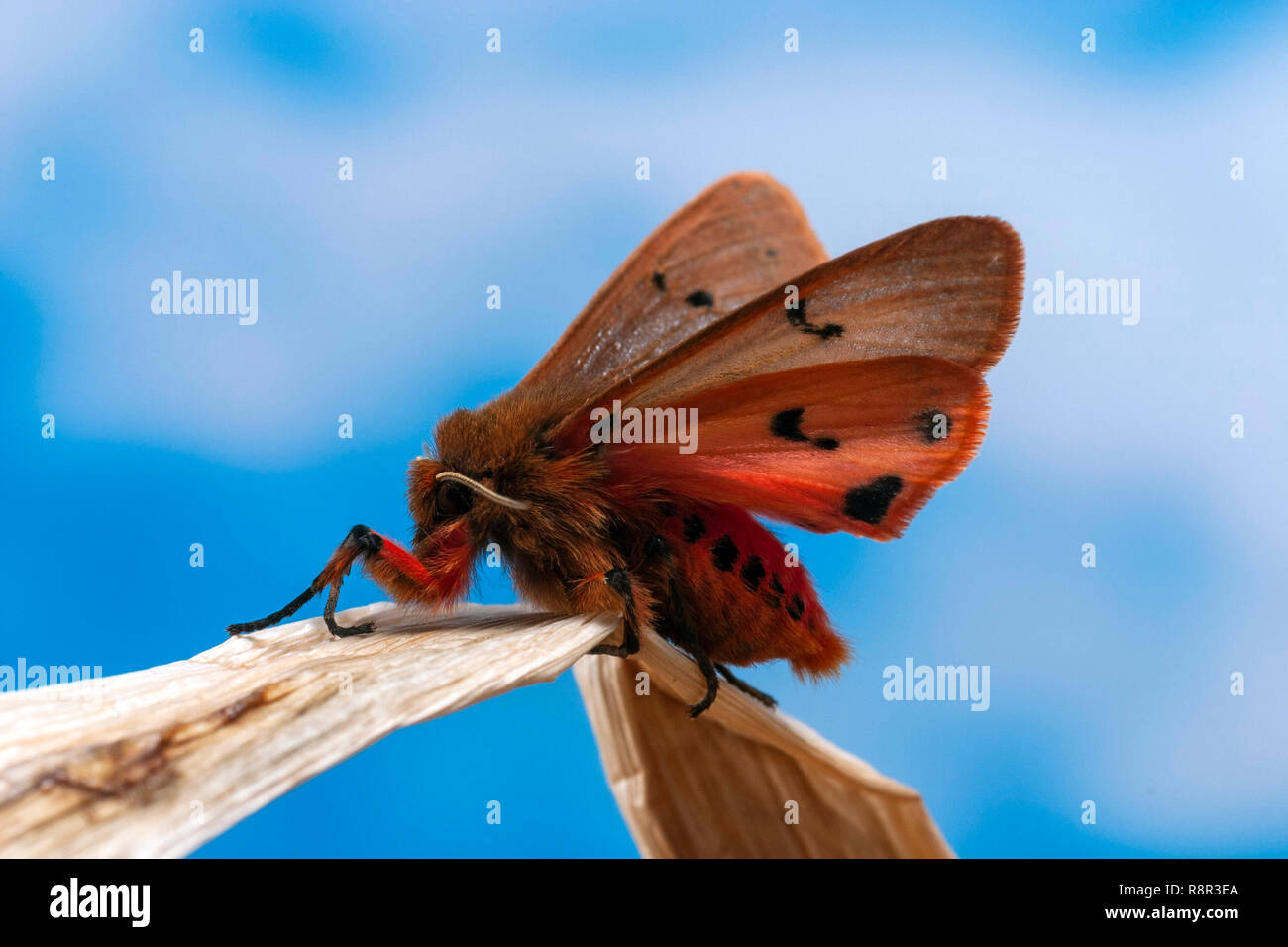 Maltese Ruby Tiger Moth, Phragmatobia fuliginosa ssp. melitensis Stock ...
