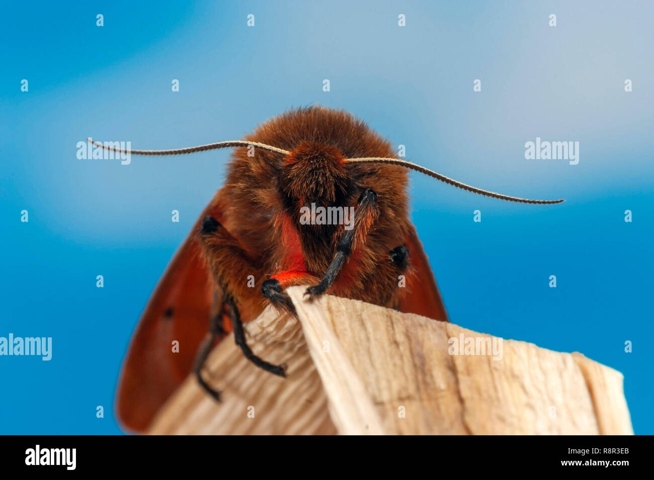 Maltese Ruby Tiger Moth, Phragmatobia fuliginosa ssp. melitensis Stock ...