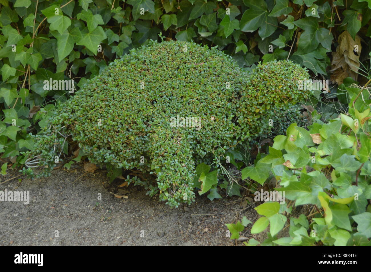 Turtle topiary hi-res stock photography and images - Alamy