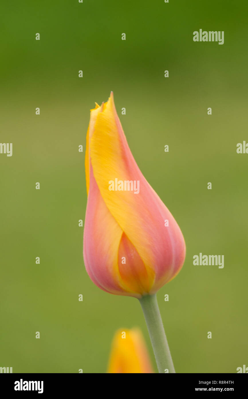 Tulip hocus pocus hi-res stock photography and images - Alamy