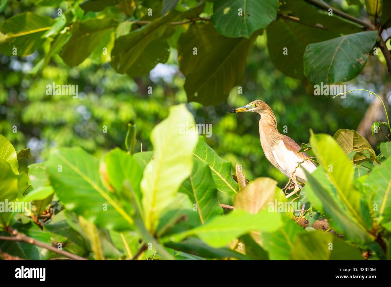 Kerala backdrop hi-res stock photography and images - Alamy