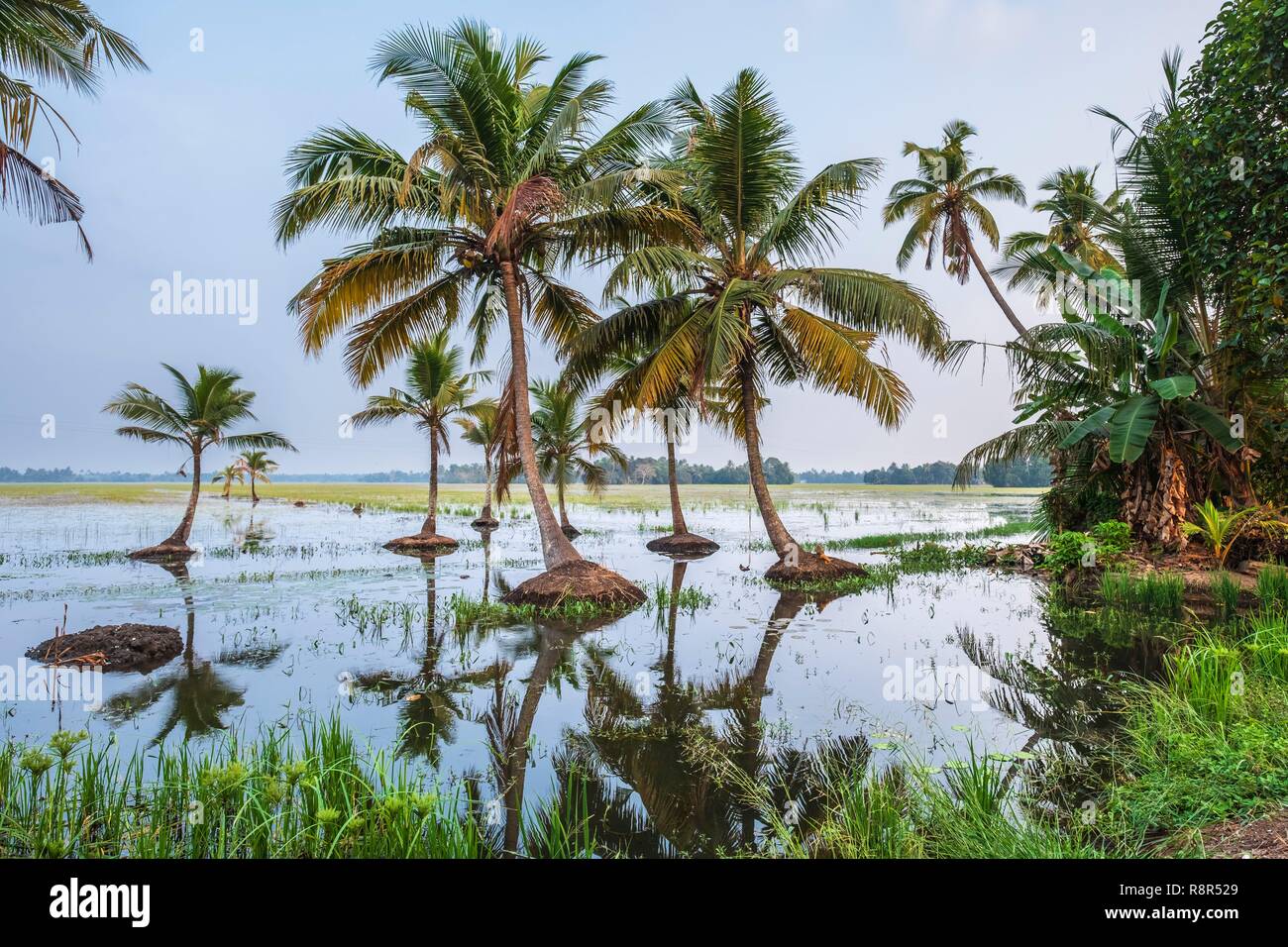 India, state of Kerala, Kumarakom, village set in the backdrop of the ...