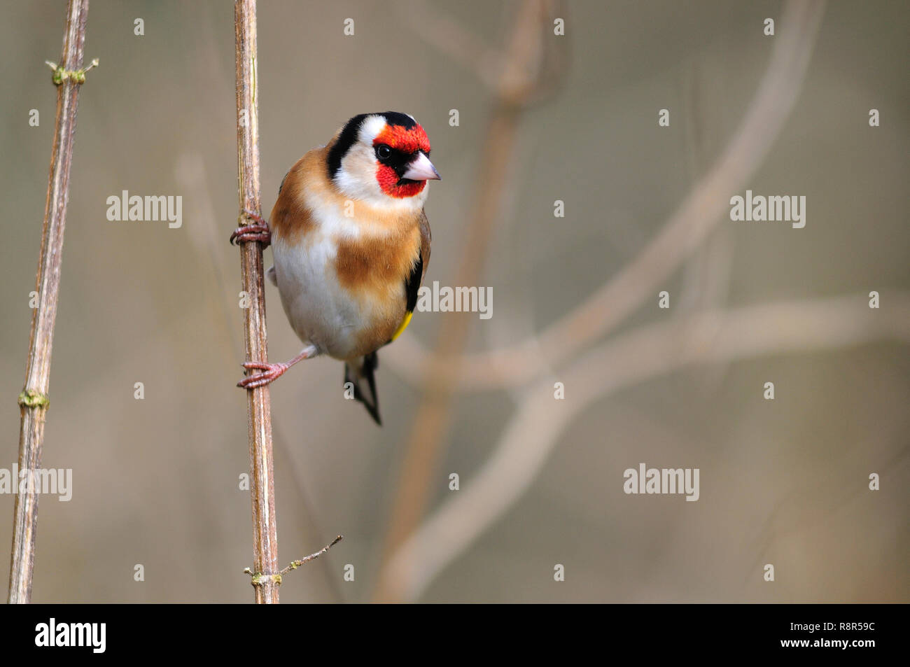 Goldfinch in habitat hi-res stock photography and images - Alamy