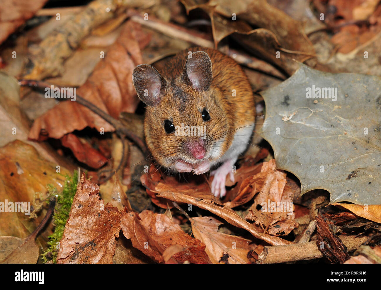 wood mouse apodemus sylvaticus Stock Photo - Alamy