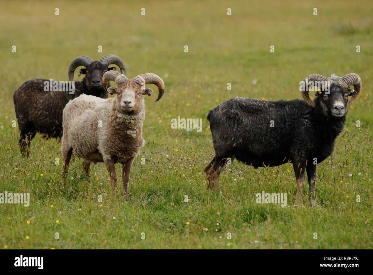 Domesticated scottish breeds hi-res stock photography and images - Alamy
