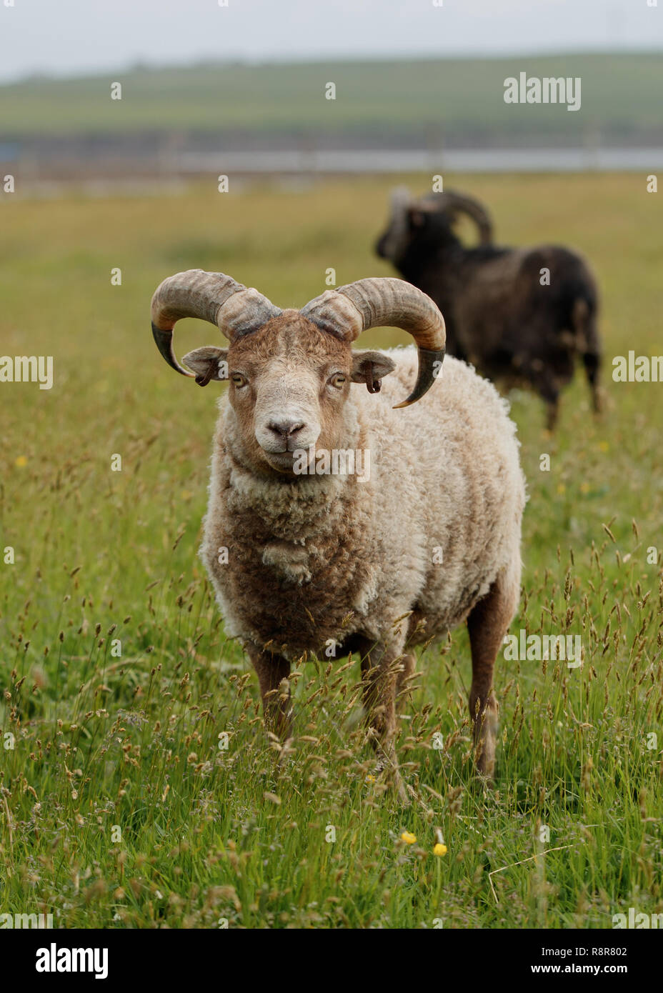 North ronaldsay hi-res stock photography and images - Alamy