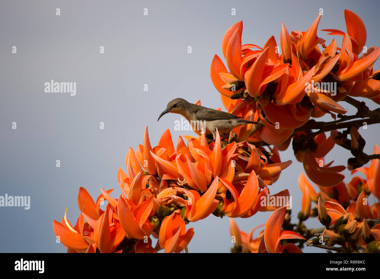Olive backed sunbird flowers hi-res stock photography and images - Alamy