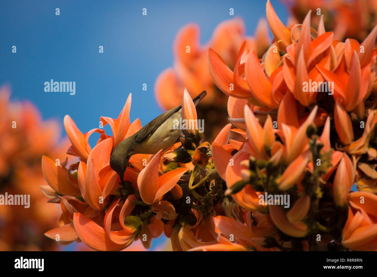 Olive backed sunbird flowers hi-res stock photography and images - Alamy