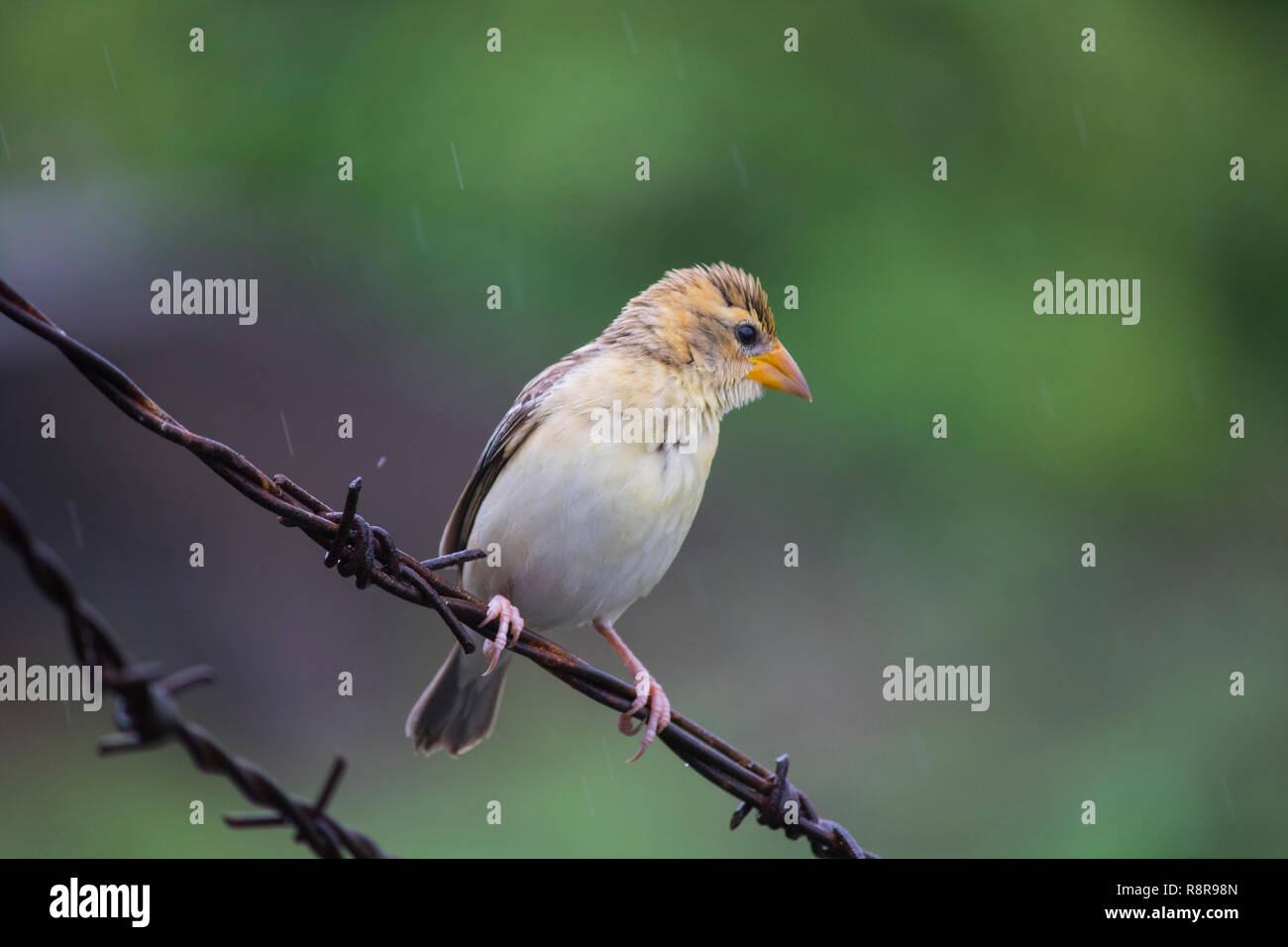 Baya weaver female in rain Stock Photo - Alamy