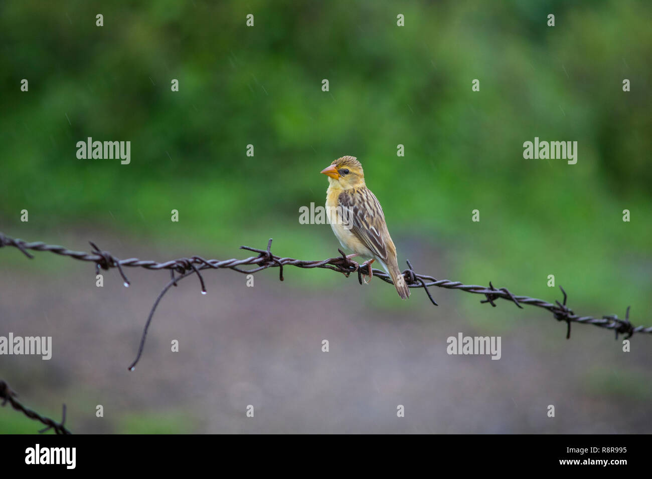 Female weaver bird in nest hi-res stock photography and images - Alamy