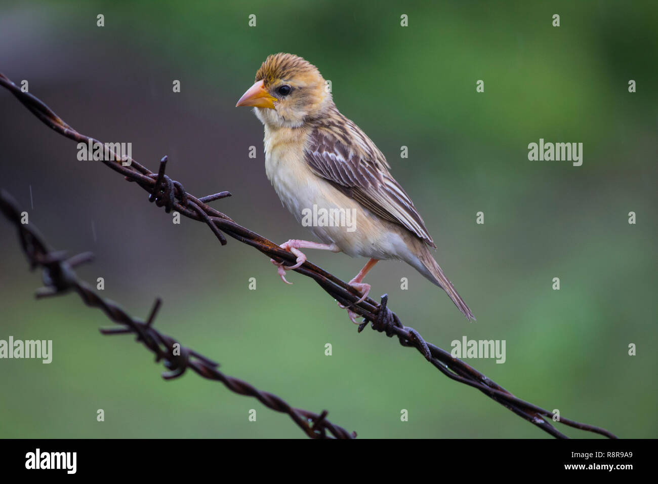 Baya weaver female in rain Stock Photo - Alamy
