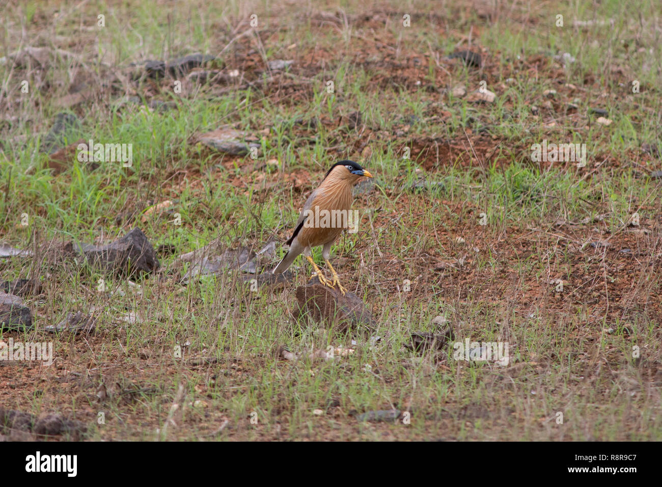 Brahminy myna hi-res stock photography and images - Alamy
