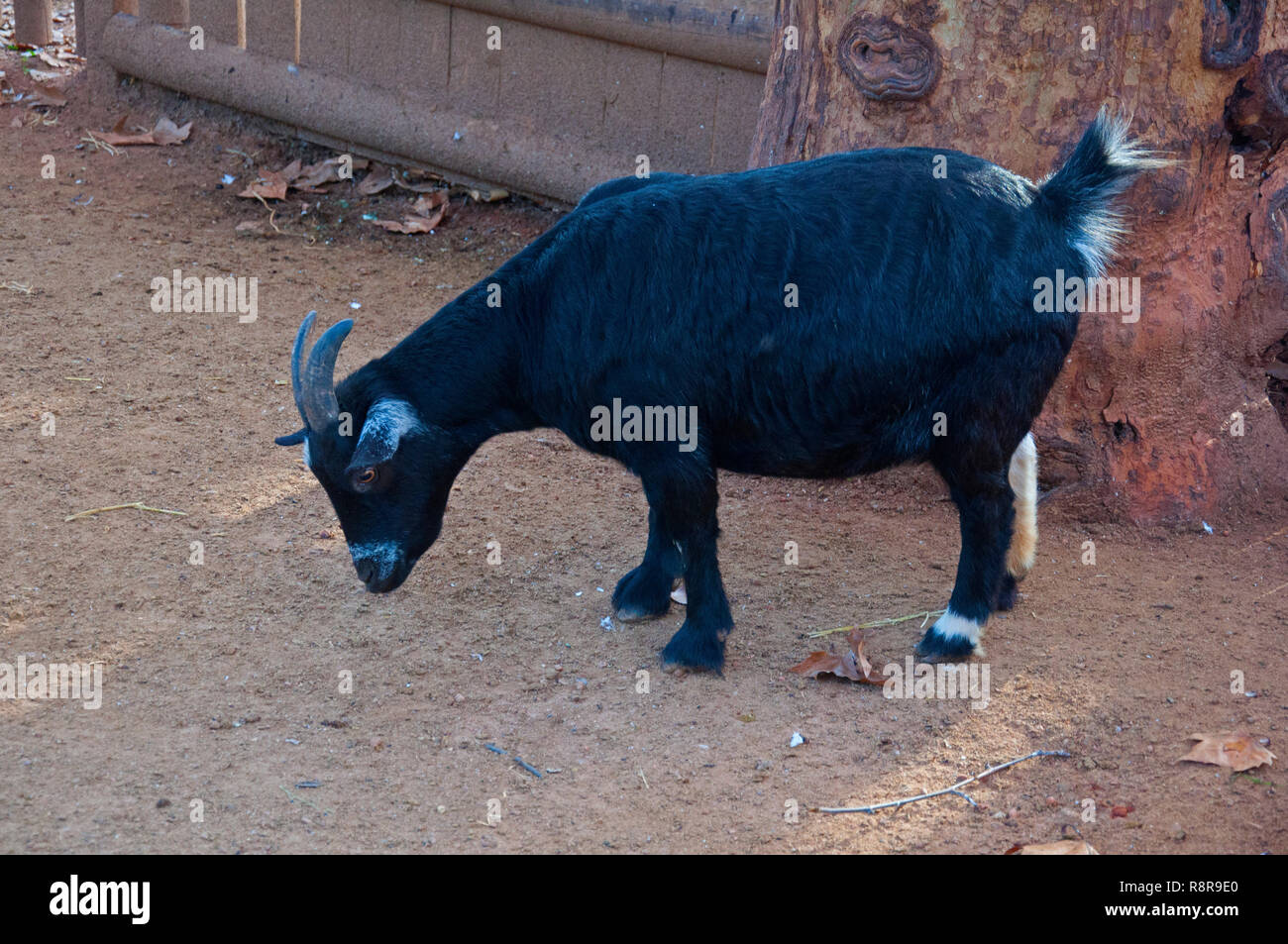 Black goat hi-res stock photography and images - Alamy