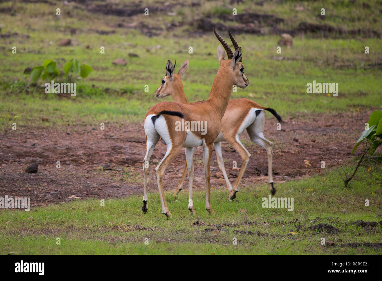 Most beautiful gazelle, male and female Stock Photo - Alamy