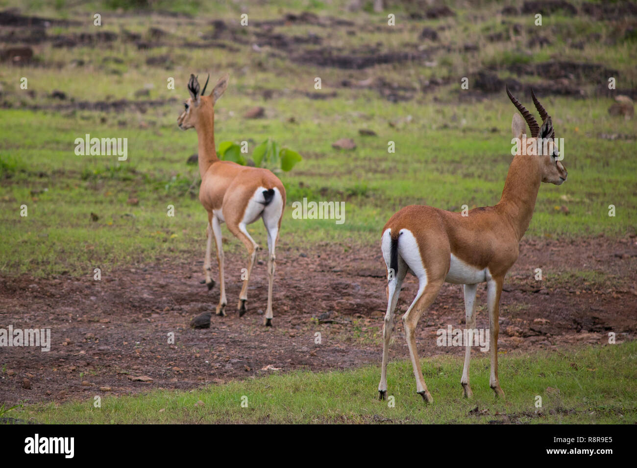 Best safari parks hi-res stock photography and images - Alamy