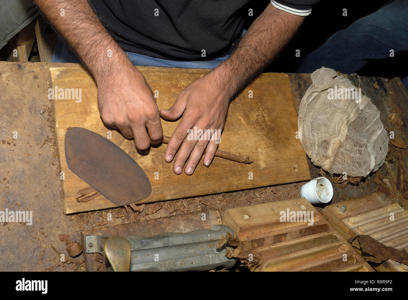Close up of hands making a cigar from tobacco leaves. Traditional ...