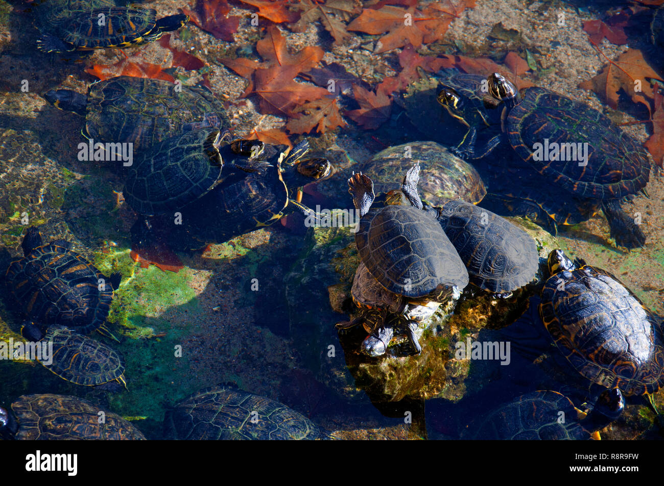Black turtles having sun in the small pond, autumn Stock Photo - Alamy
