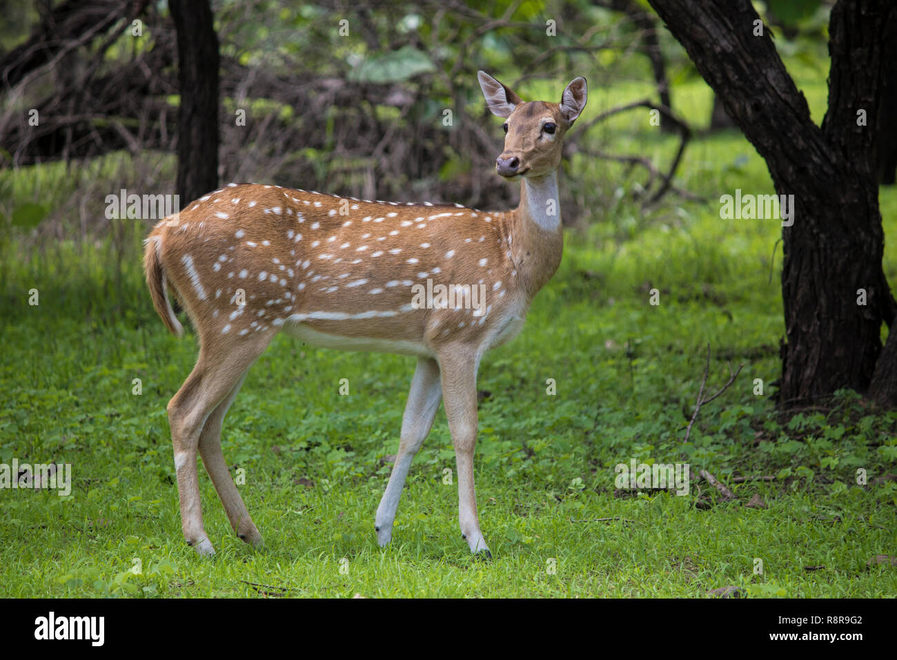 A Beautiful Spotted Deer In Gir National Park Stock Photo - Alamy