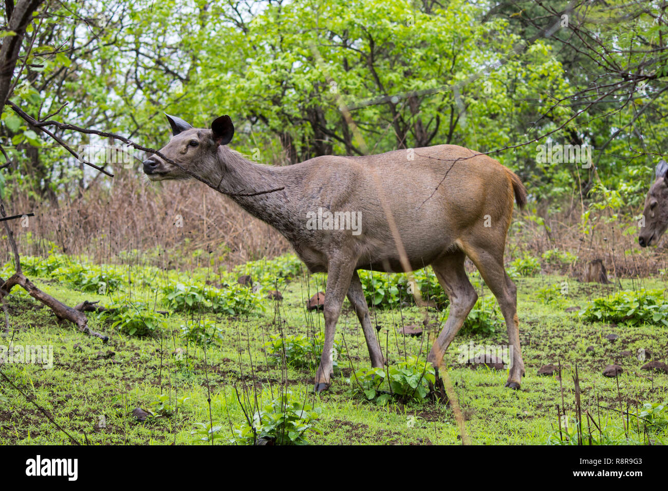 Indian Moose in gir national park Stock Photo - Alamy