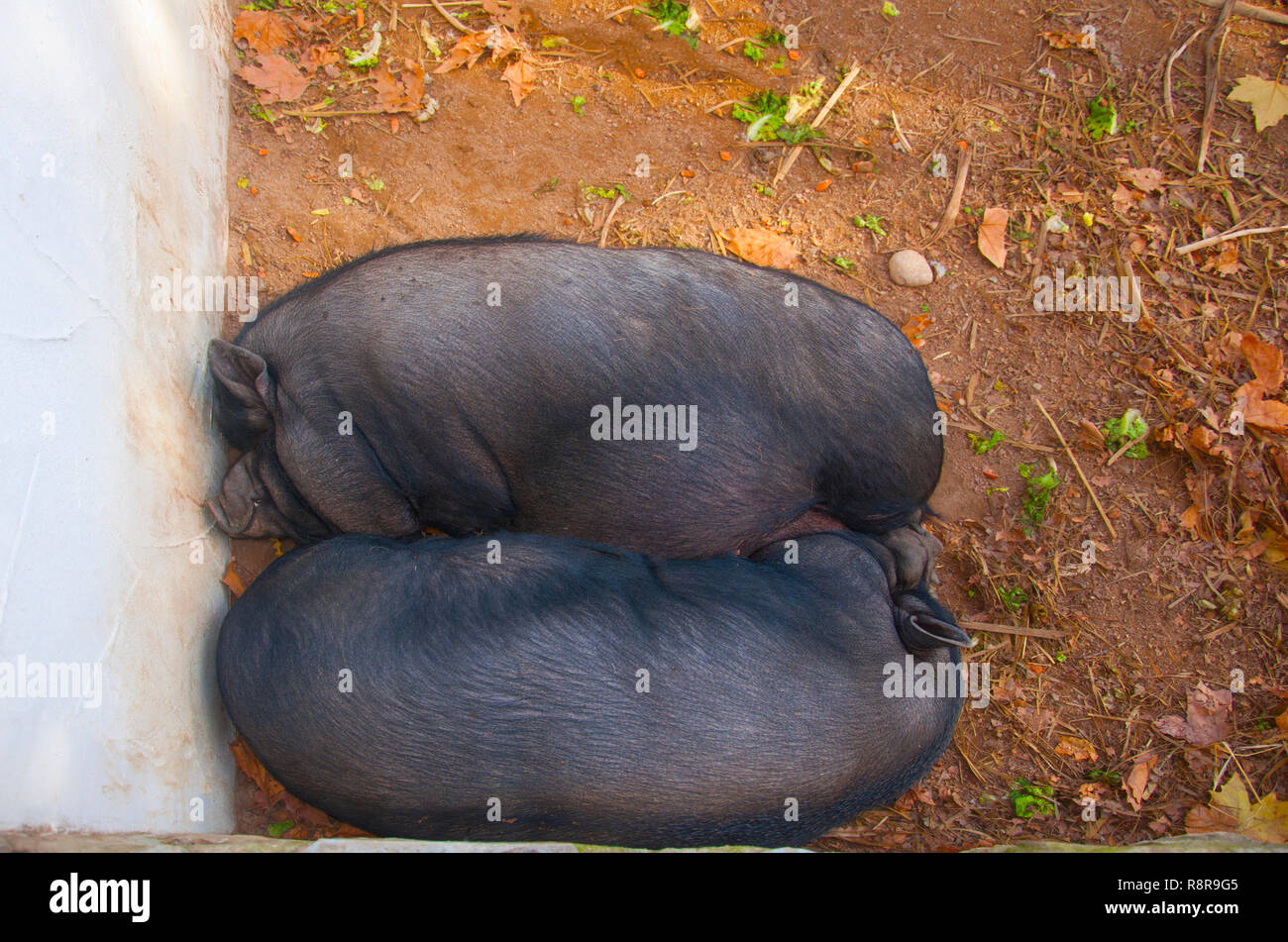 Pigs farming together hi-res stock photography and images - Alamy