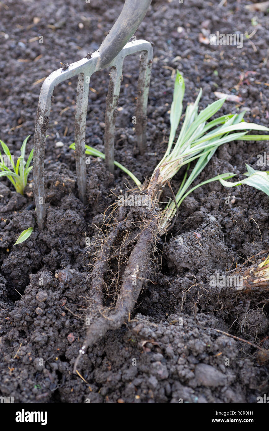 Allotment digging hi-res stock photography and images - Alamy