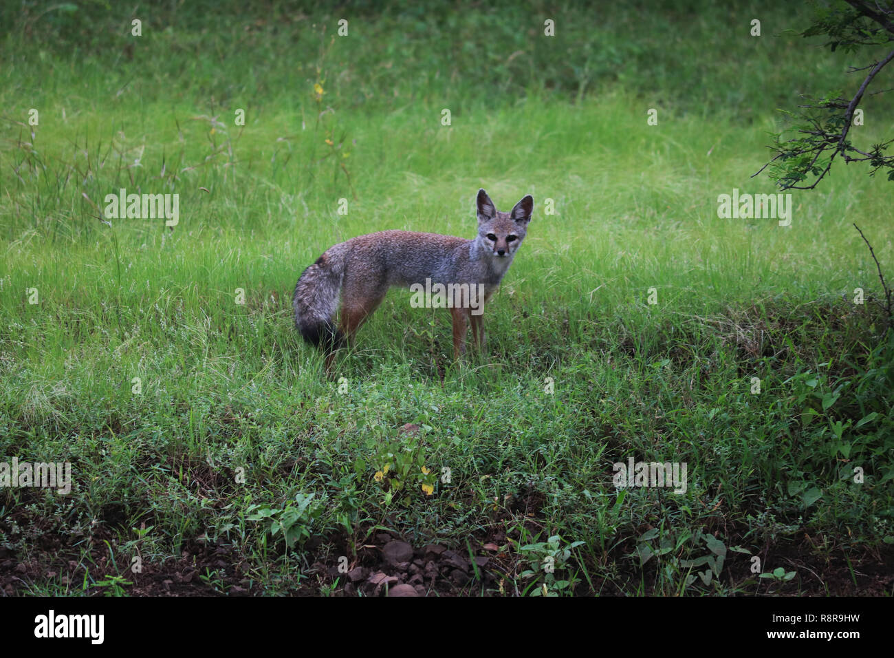 Indian fox hi-res stock photography and images - Alamy