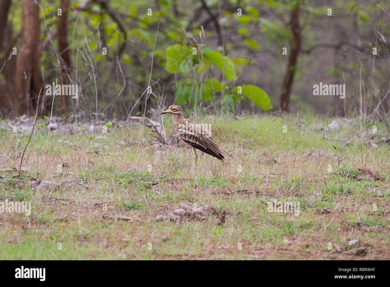 Bittern picture hi-res stock photography and images - Alamy