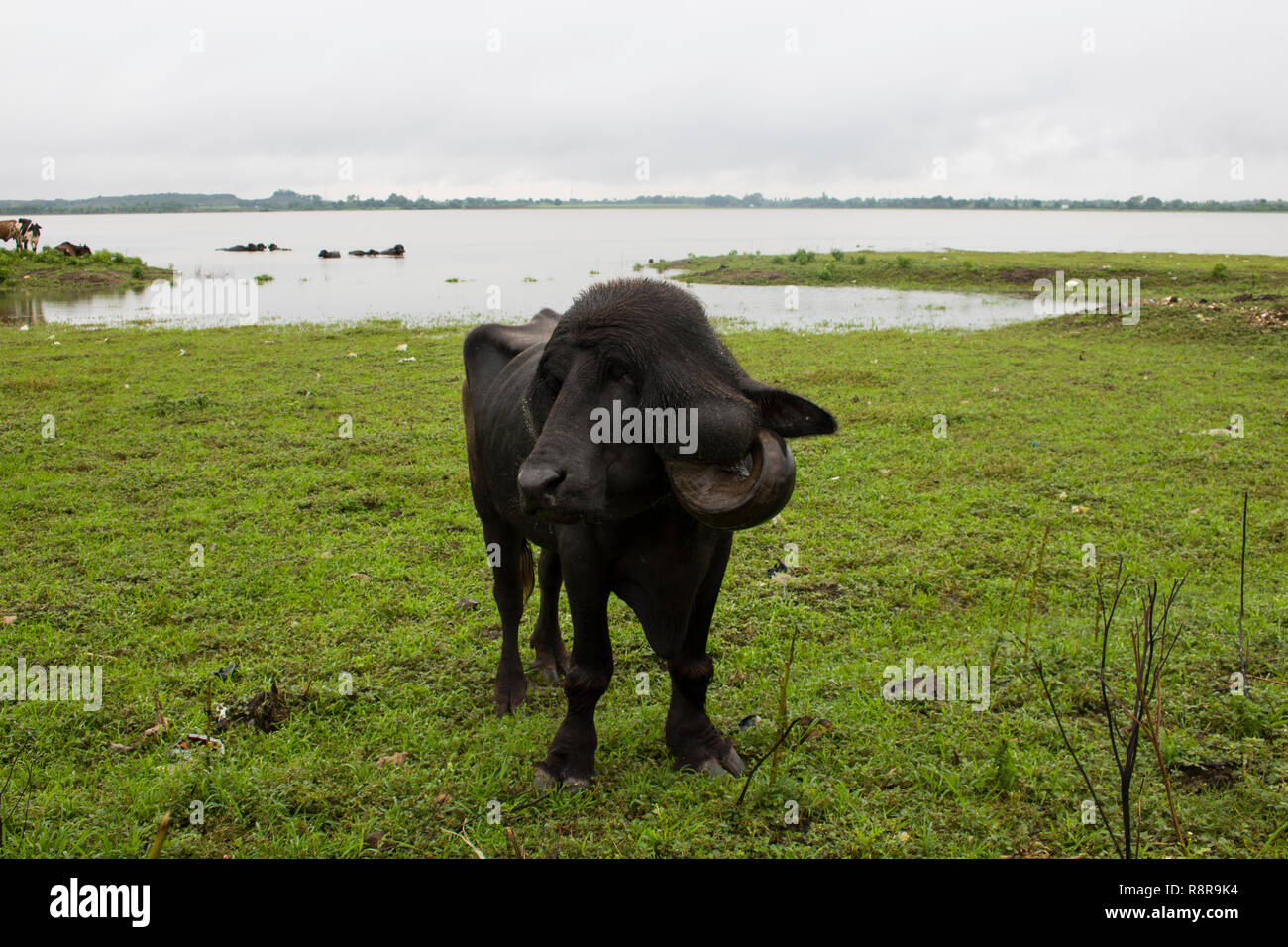 Indian buffalo High Resolution Stock Photography and Images - Alamy