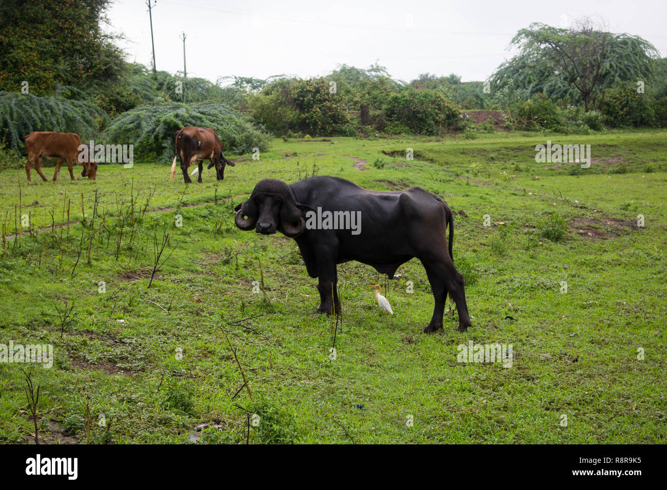 Indian buffalo Male Stock Photo - Alamy