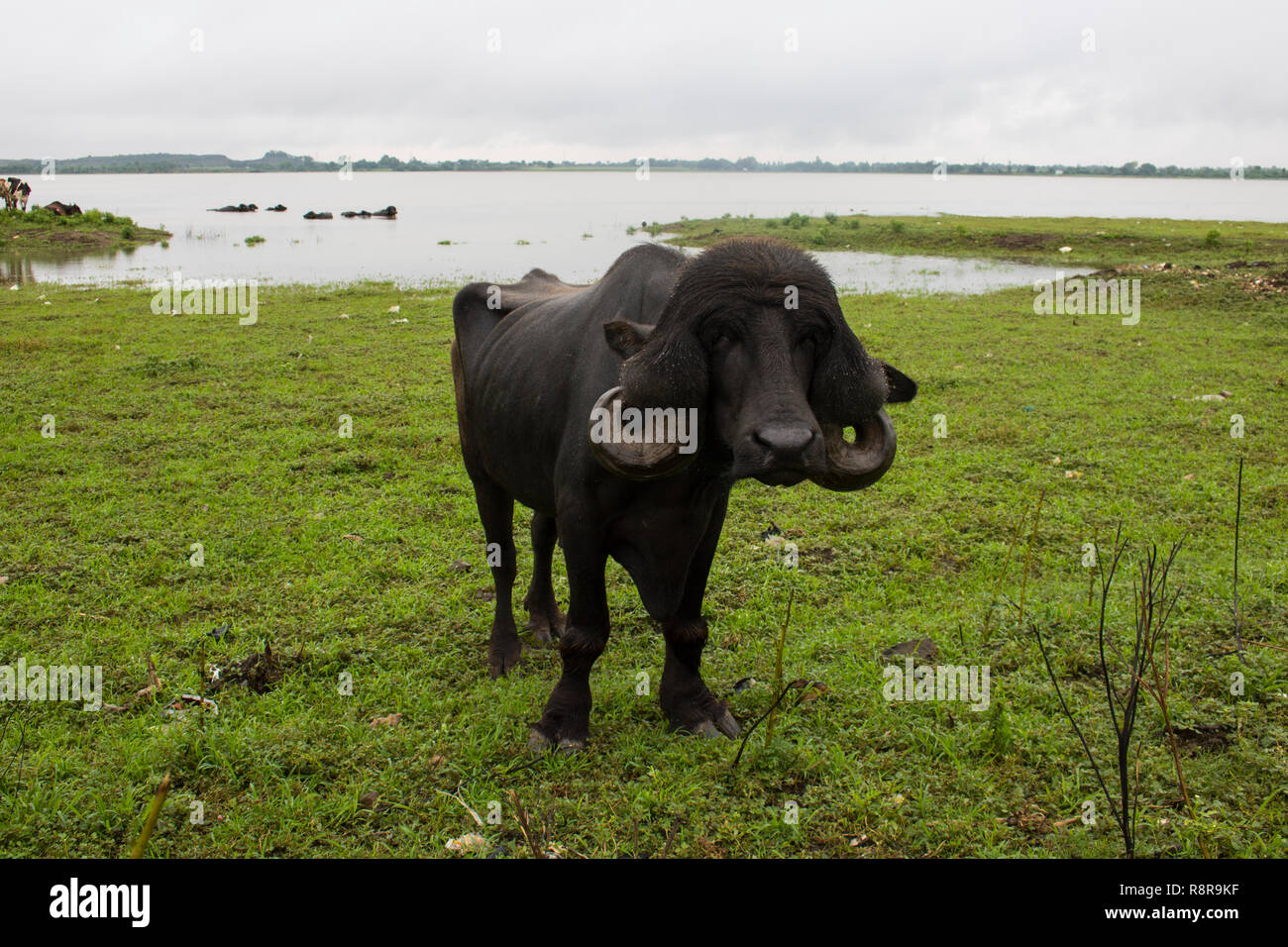 Asian water buffalo isolated hi-res stock photography and images - Alamy