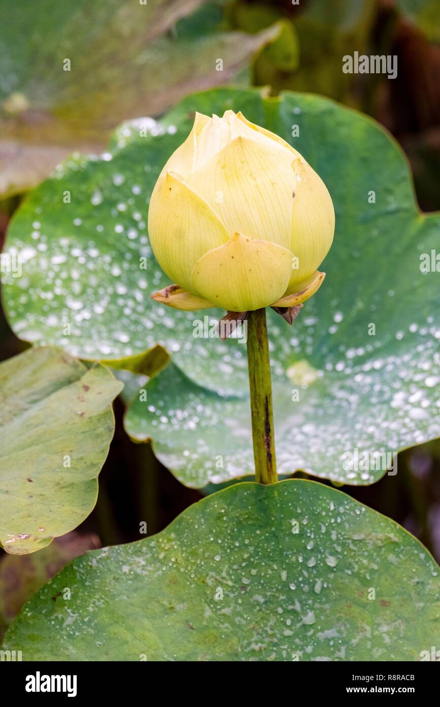 Indonesia, Bali, Center, lotus flower Stock Photo - Alamy