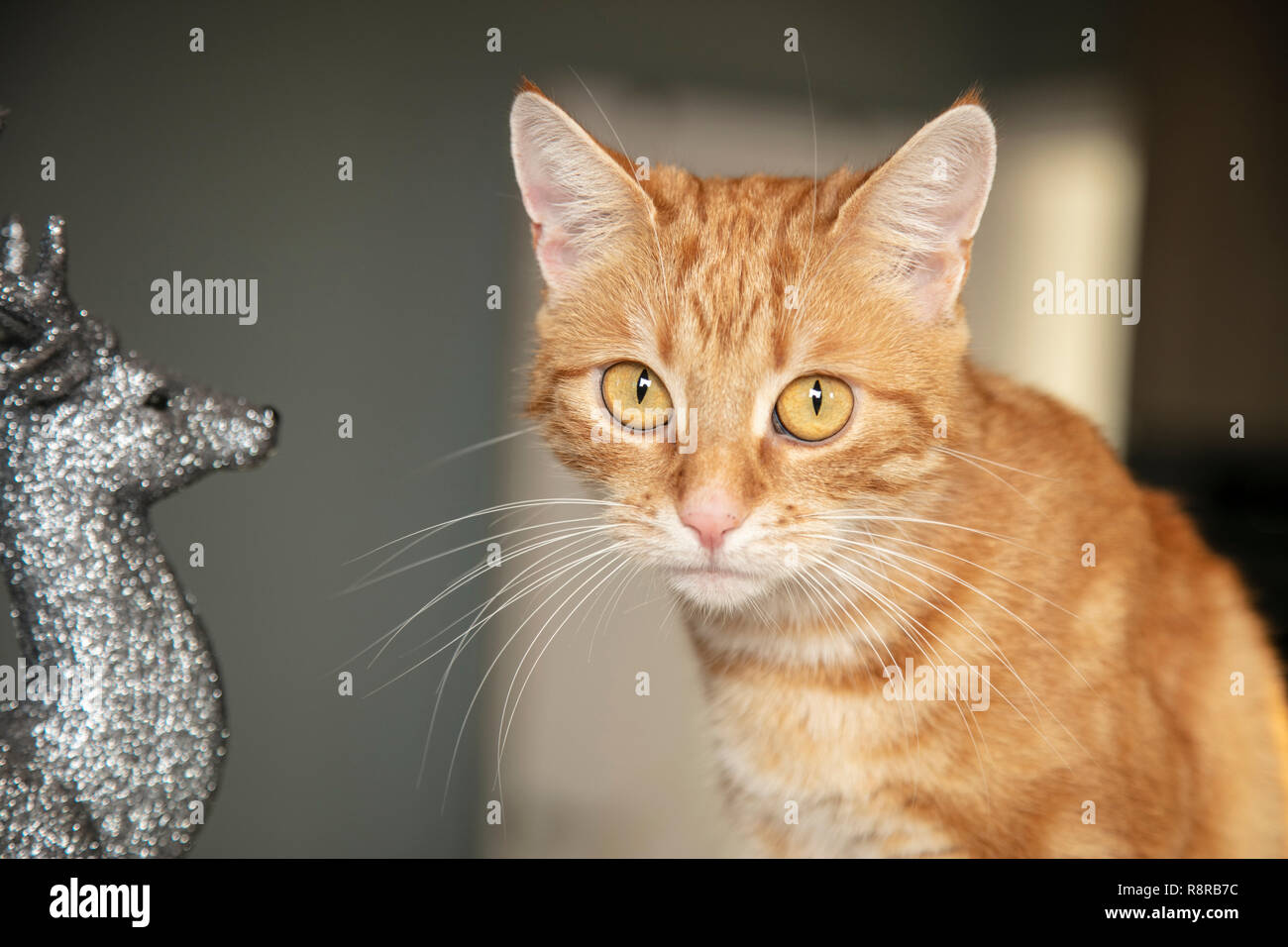 Cat sitting on counter hi-res stock photography and images - Alamy
