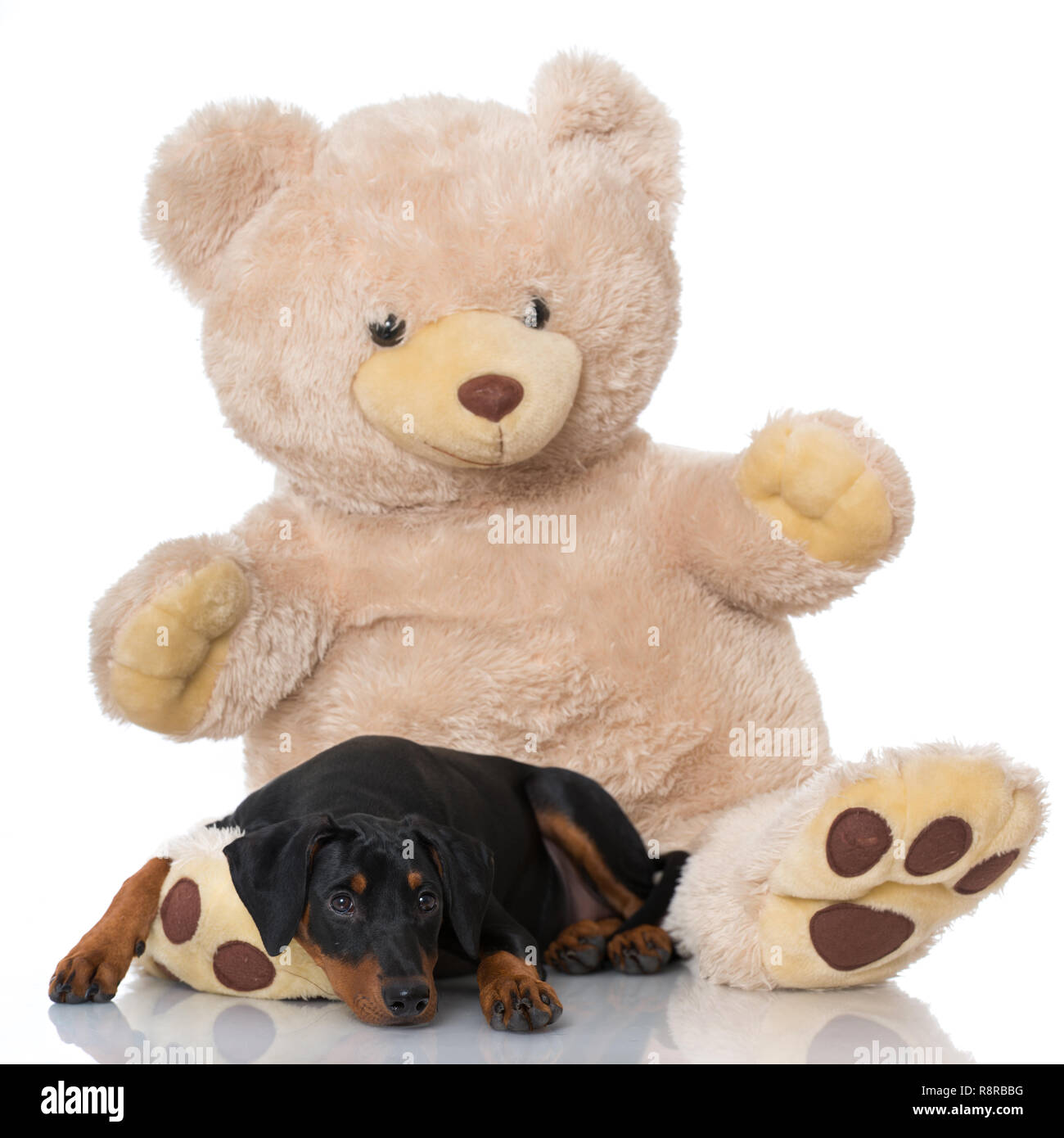 Dog with teddy hi-res stock photography and images - Alamy