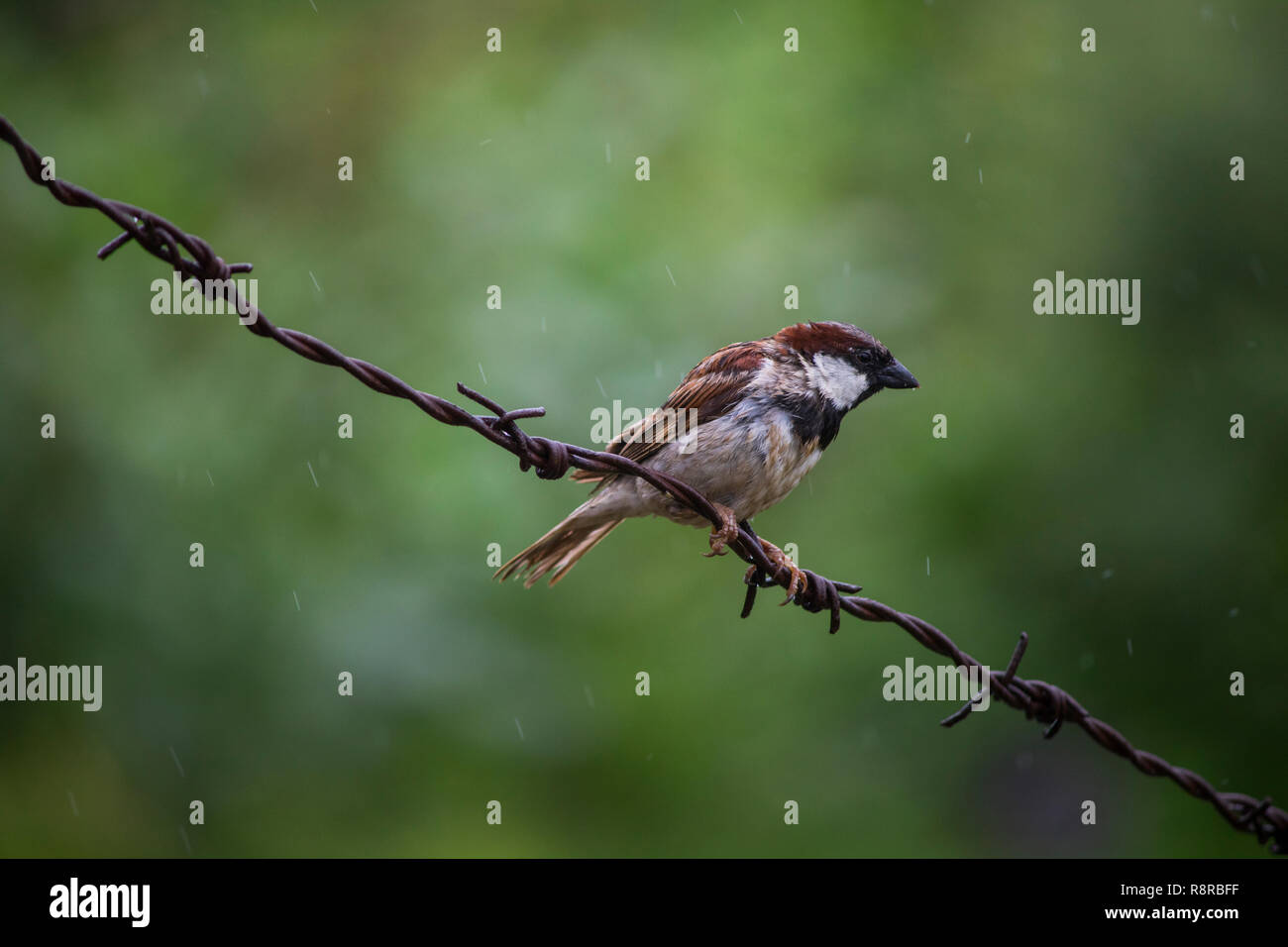 House Sparrow in rain Stock Photo - Alamy