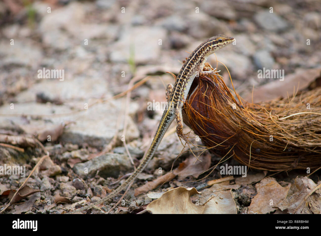 Skink nobody hi-res stock photography and images - Alamy