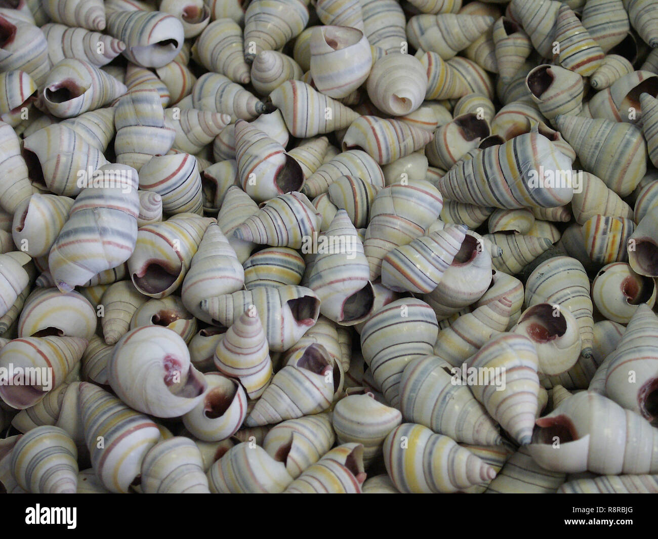 Striped mussels hi-res stock photography and images - Alamy