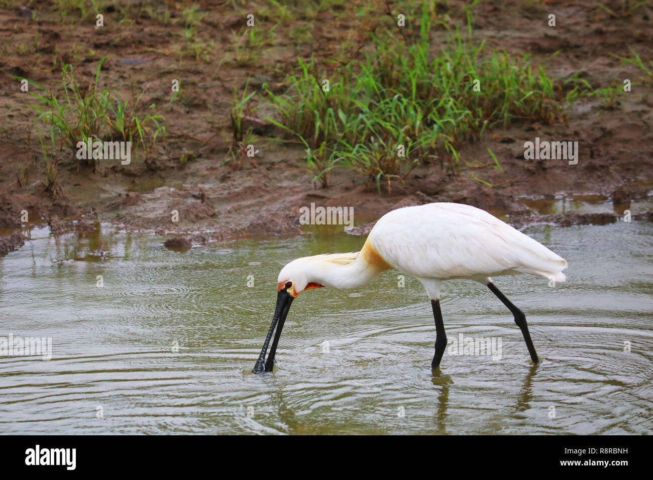 Spoon billed sandpiper hi-res stock photography and images - Alamy