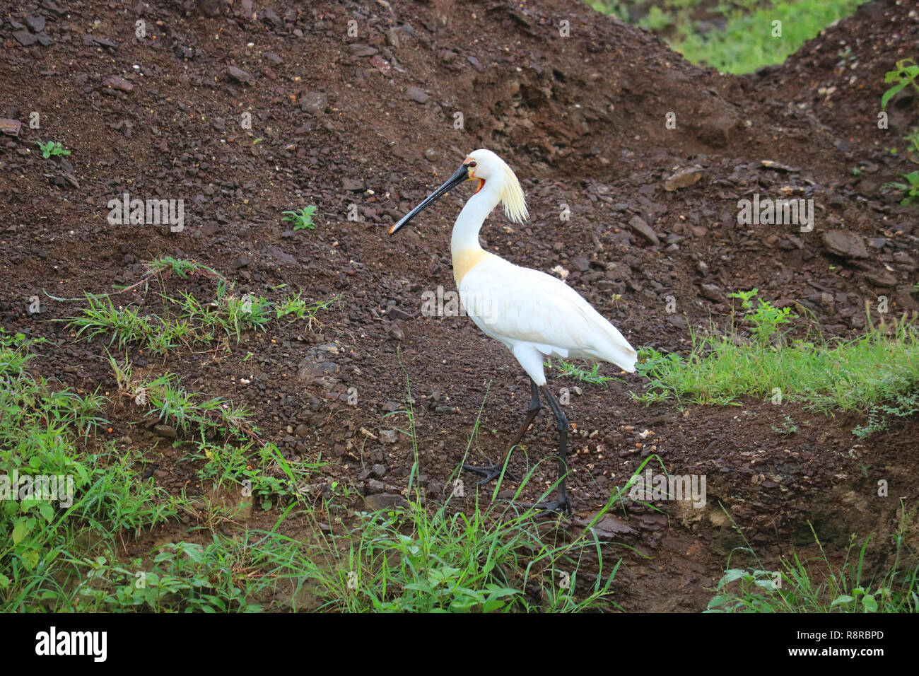 Spoon billed sandpiper hi-res stock photography and images - Alamy