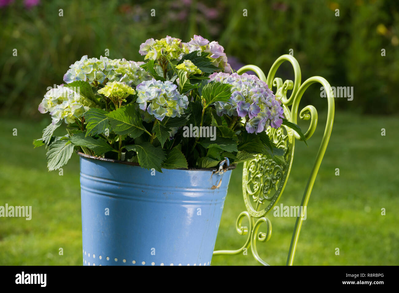 Blue hydrangea flowers in a old enamel bucket in a garden Stock Photo ...