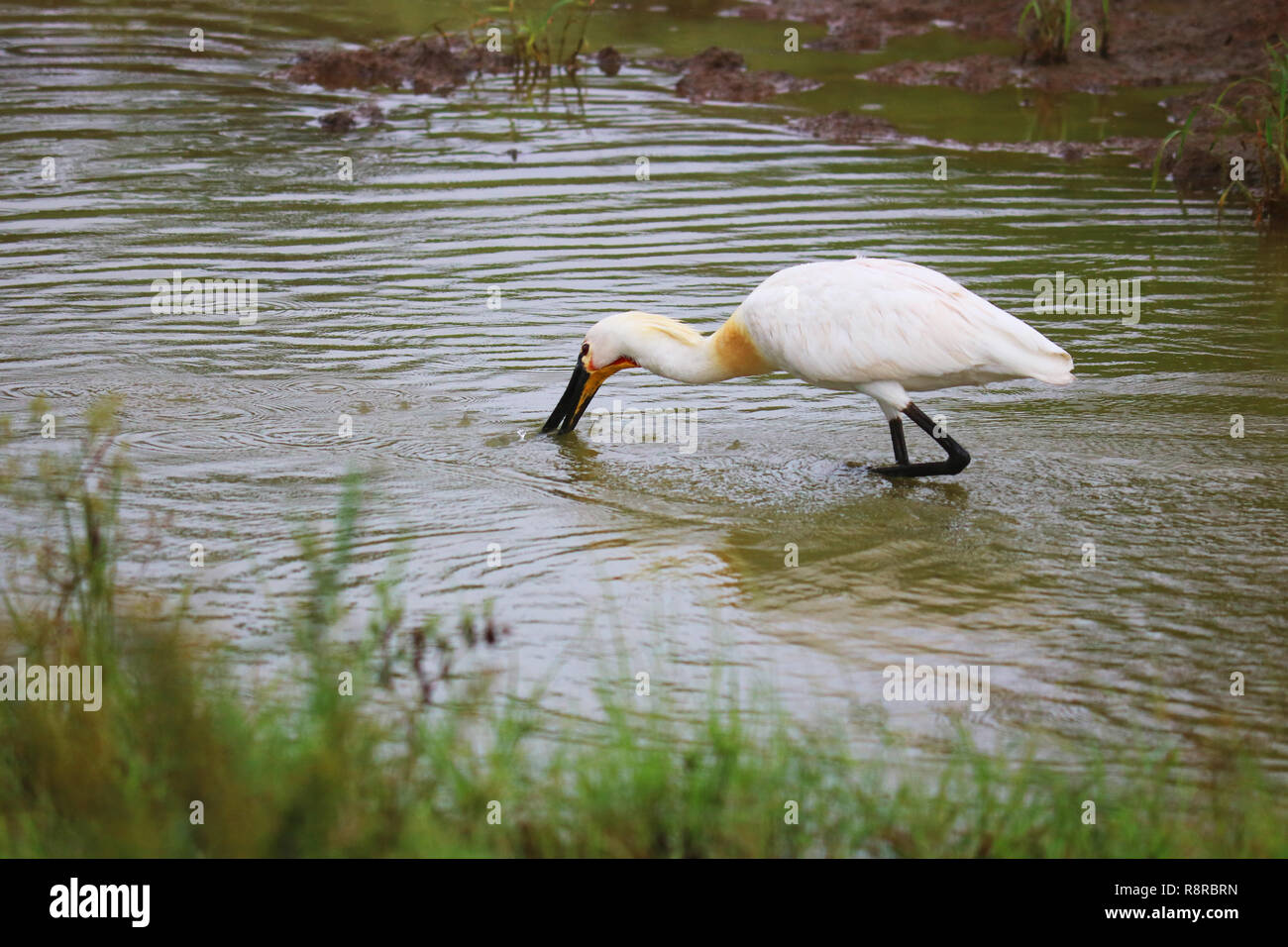 Spoon billed sandpiper hi-res stock photography and images - Alamy