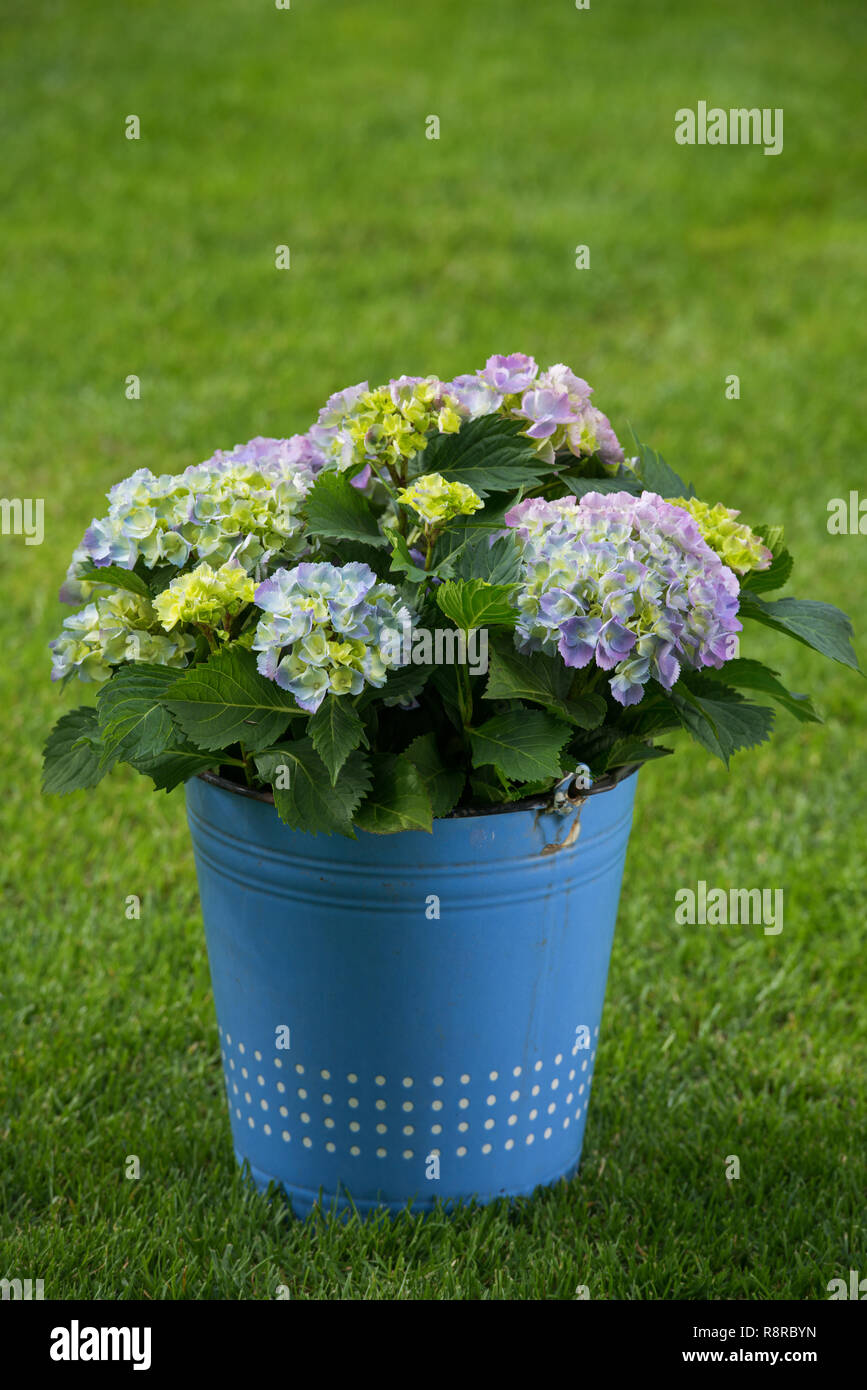 Blue hydrangea flowers in a old enamel bucket in a garden Stock Photo ...