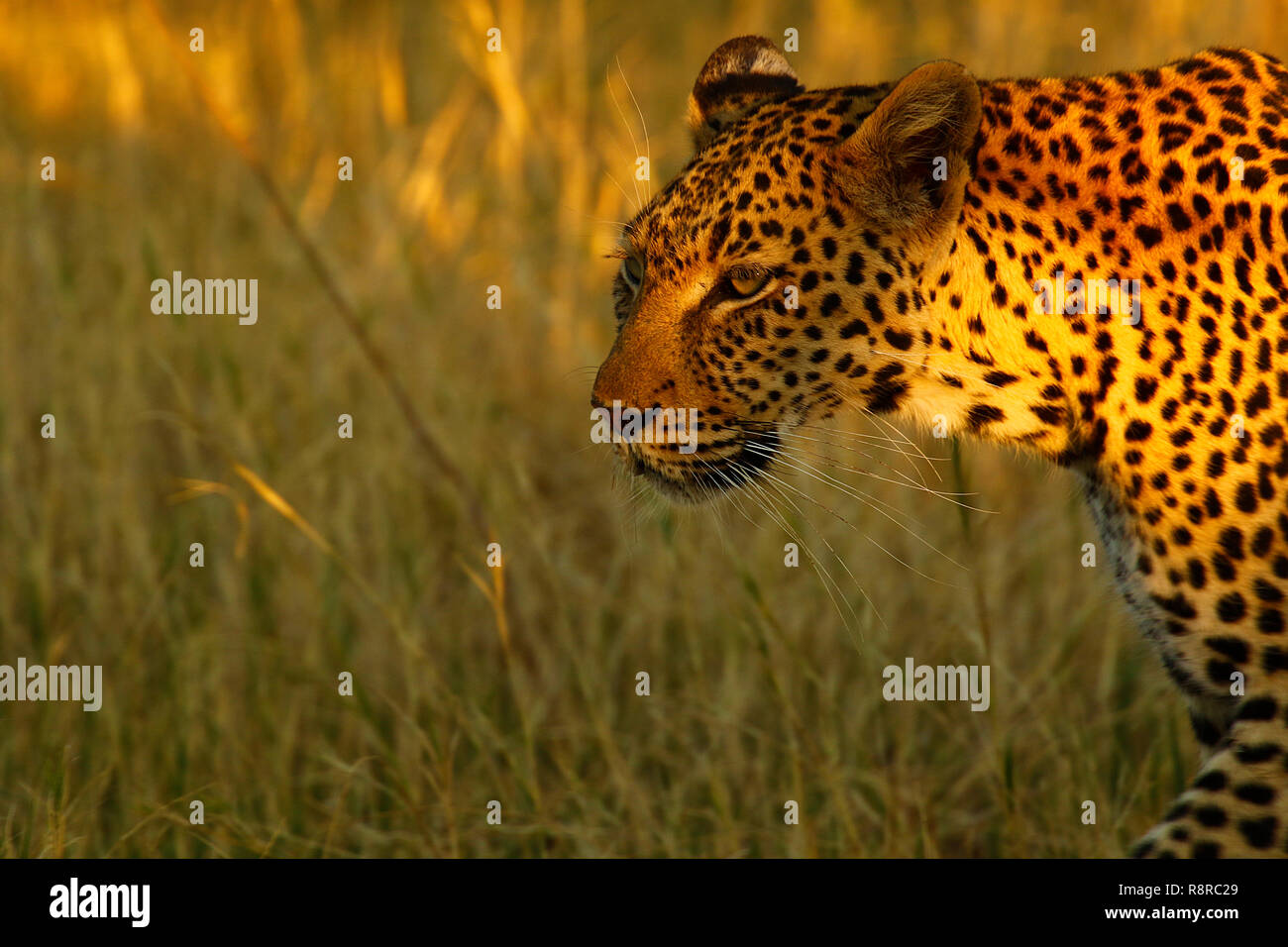 African plains species hi-res stock photography and images - Alamy