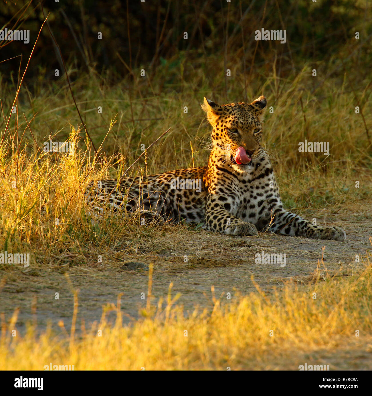 Leopard are at home up a tree on Africa's plains Stock Photo - Alamy