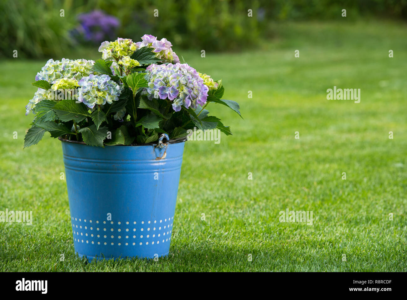 Blue hydrangea flowers in a old enamel bucket in a garden Stock Photo ...