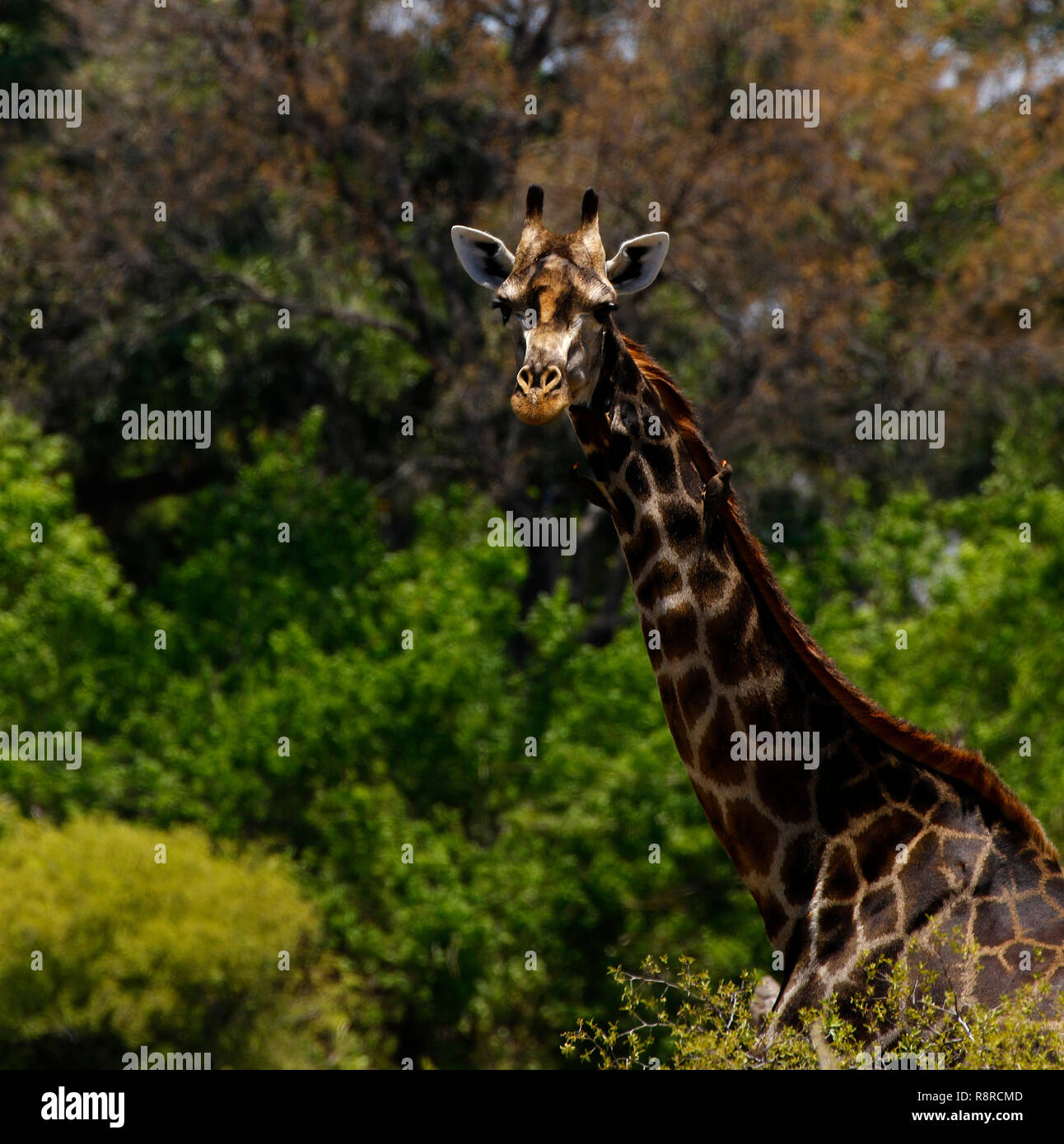 Two horned giraffe reserve hi-res stock photography and images - Alamy