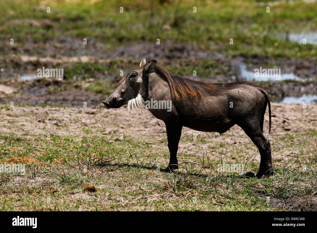 Cute little bearded Warthog Stock Photo - Alamy