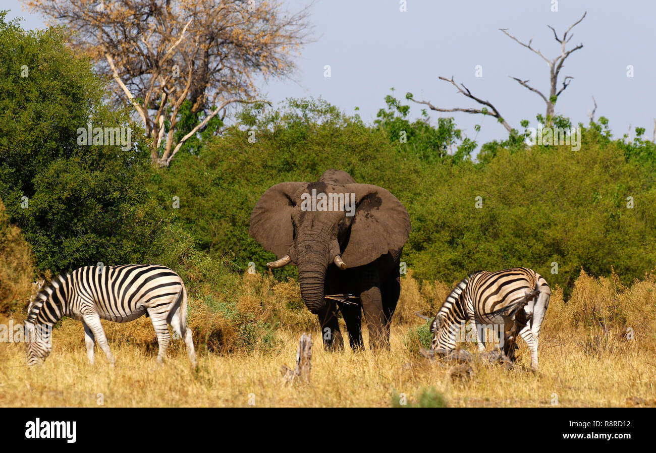 African apex predators hi-res stock photography and images - Alamy