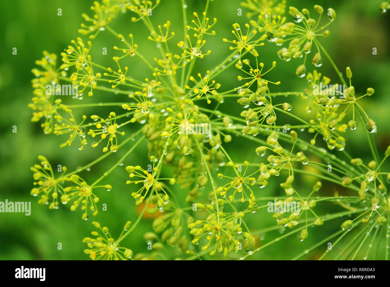 Rain drops on seeds of fennel Stock Photo - Alamy