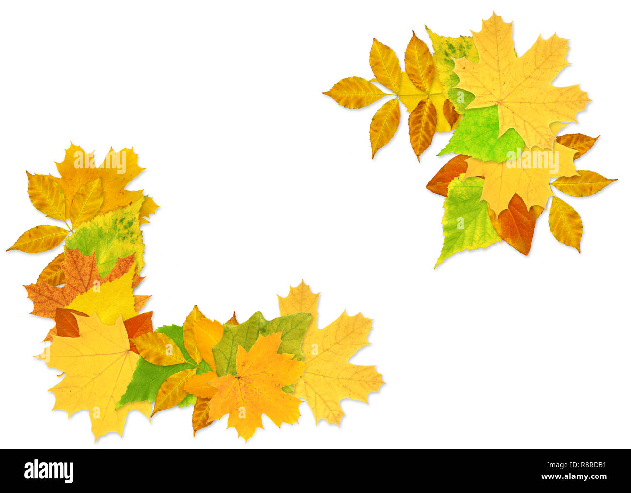 Birch branch autumn leaves Cut Out Stock Images & Pictures - Alamy